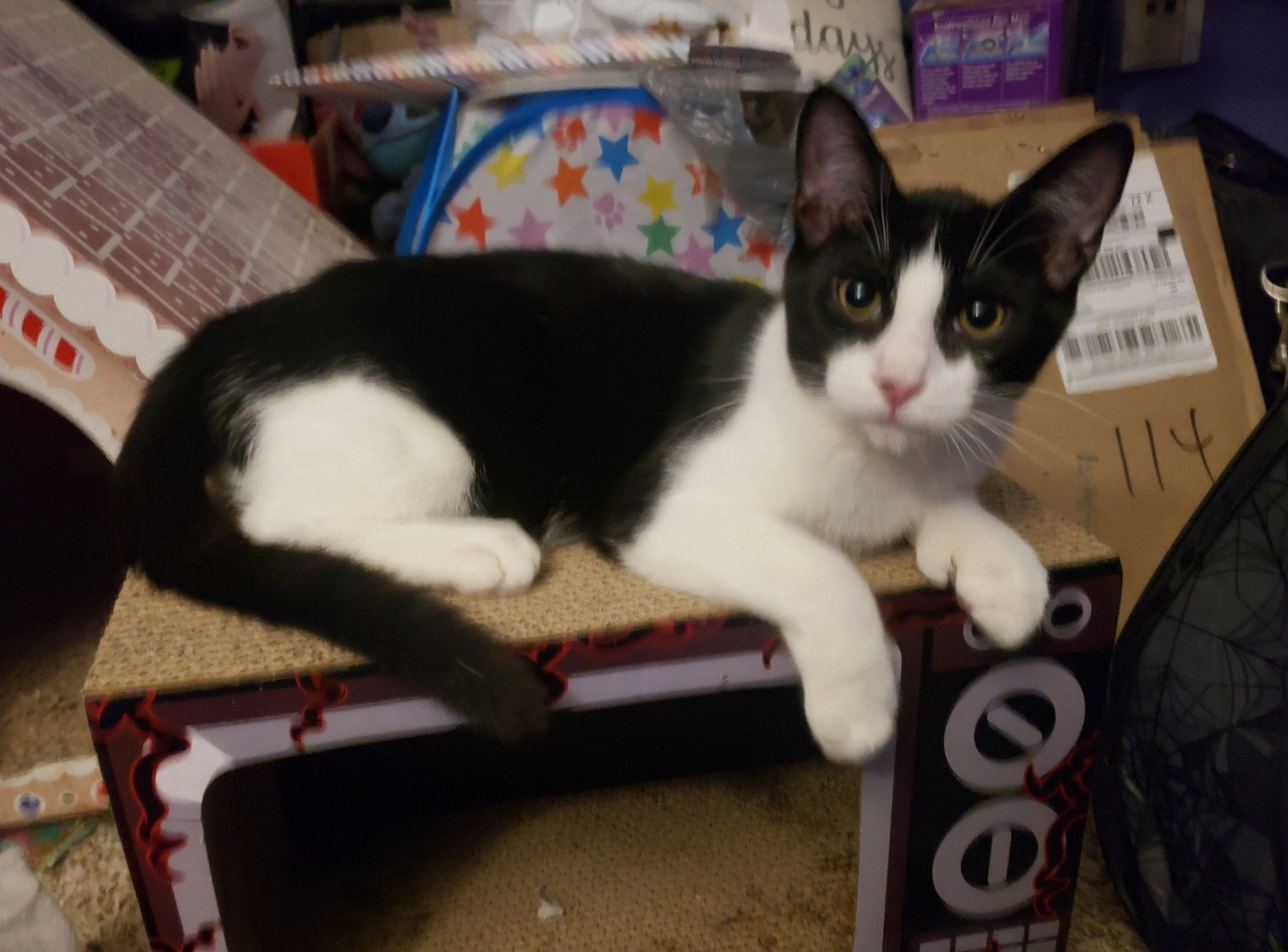 Adopt Sheldon from cats-can inc in Oviedo Fl!