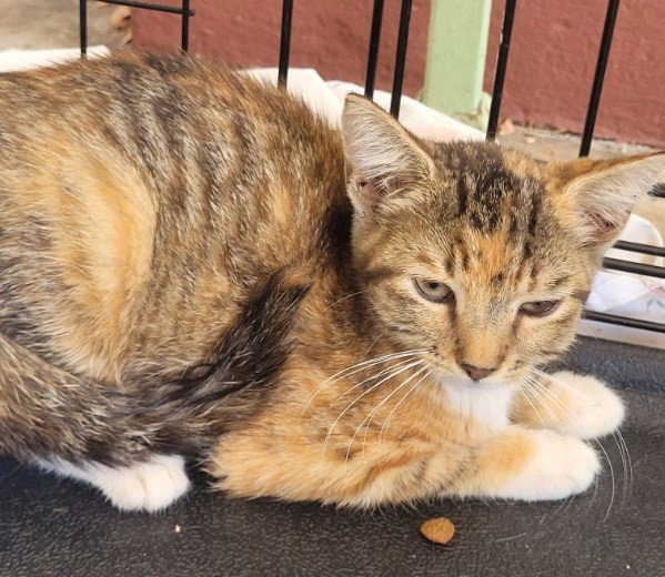 Adopt Callie the Cute Calico from cats-can inc in Oviedo Fl!