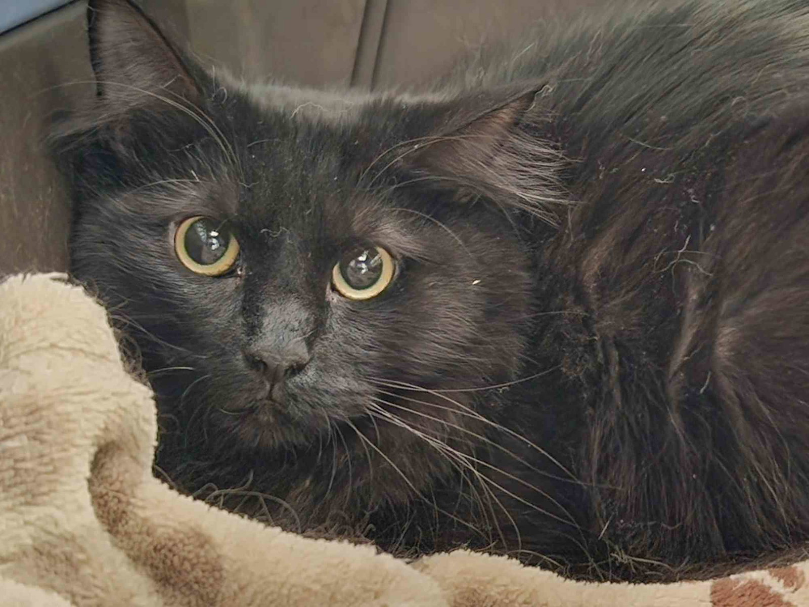 Adopt Binx from cats-can inc in Oviedo Fl!