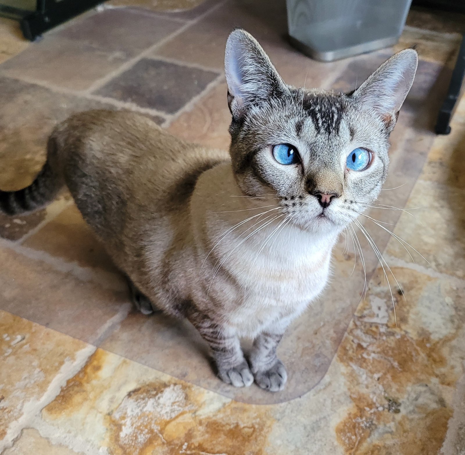 Adopt Tux the Handsome Siamese from cats-can inc in Oviedo Fl!