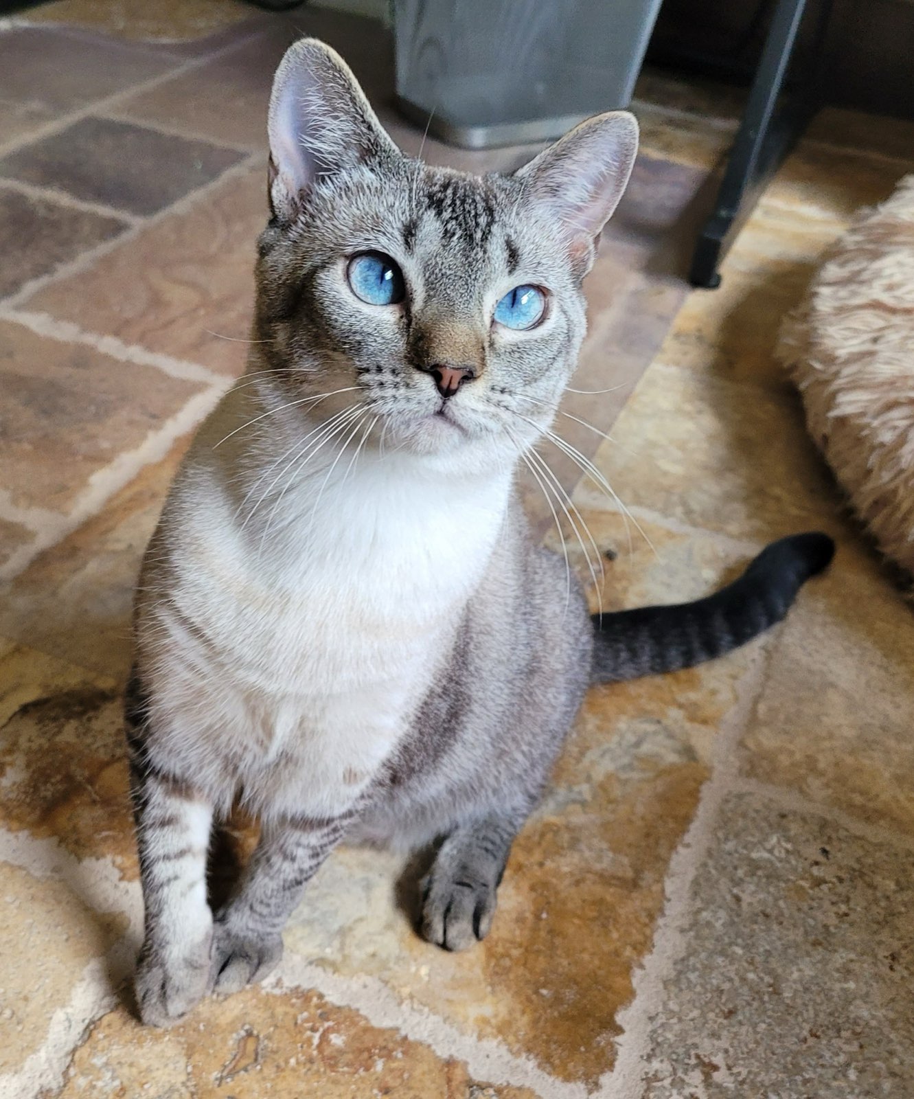 Adopt Tilly the Gorgeous Siamese from cats-can inc in Oviedo Fl!