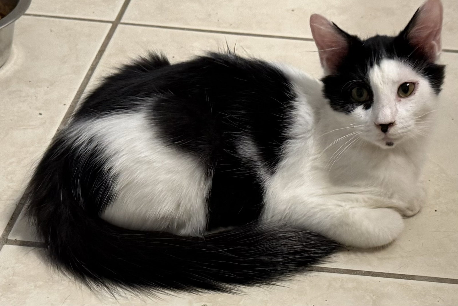 Adopt Mickey from cats-can inc in Oviedo Fl!