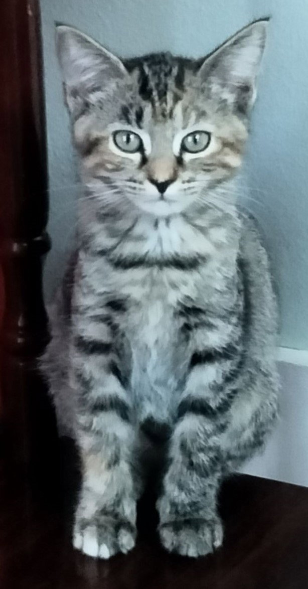 Adopt Missy from cats-can inc in Oviedo Fl!