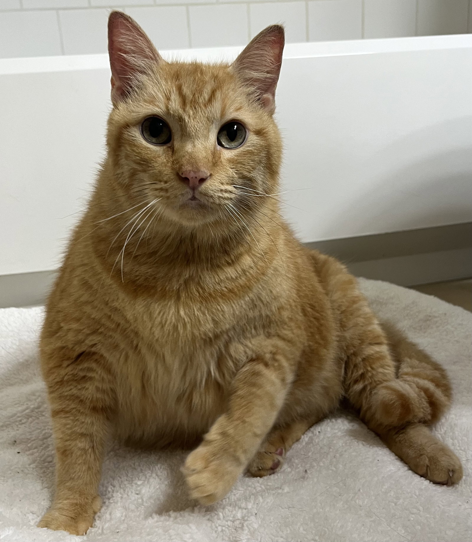 Adopt Al the hunk a chunk from cats-can inc in Oviedo Fl!