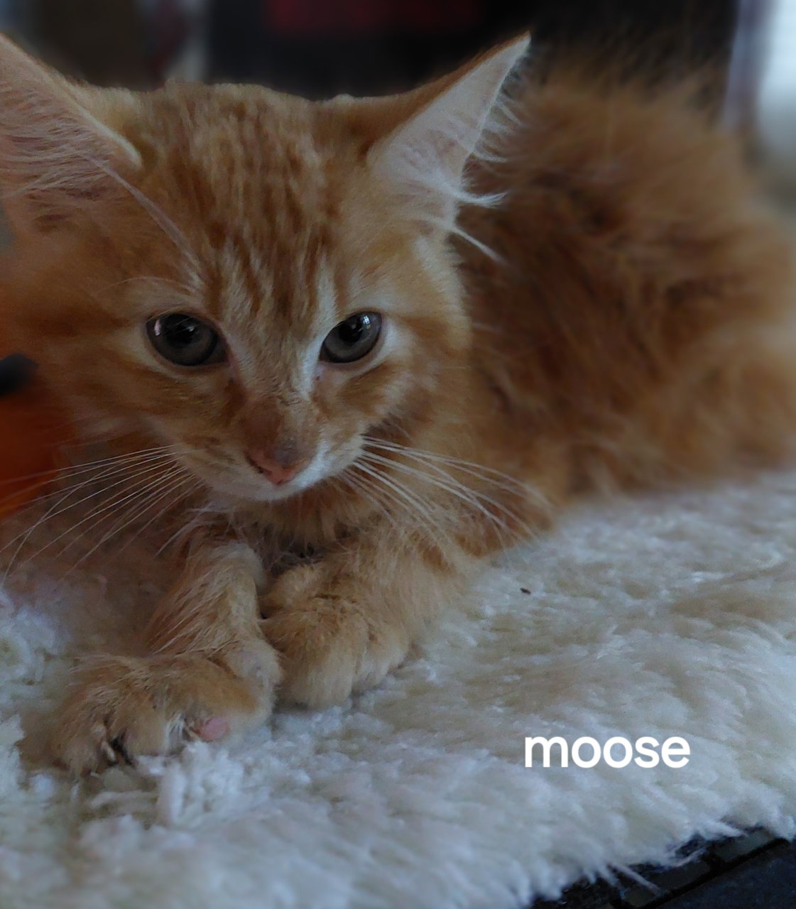Adopt Moose from cats-can inc in Oviedo Fl!