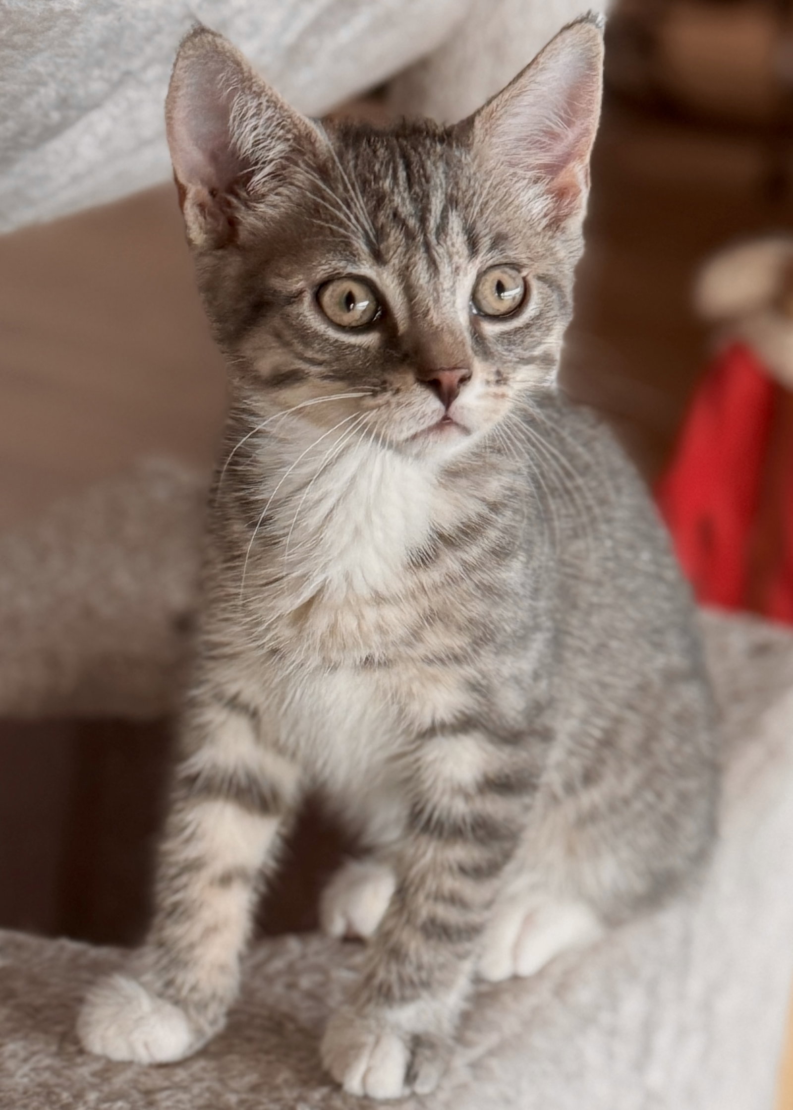 Adopt Muffin from cats-can inc in Oviedo Fl!