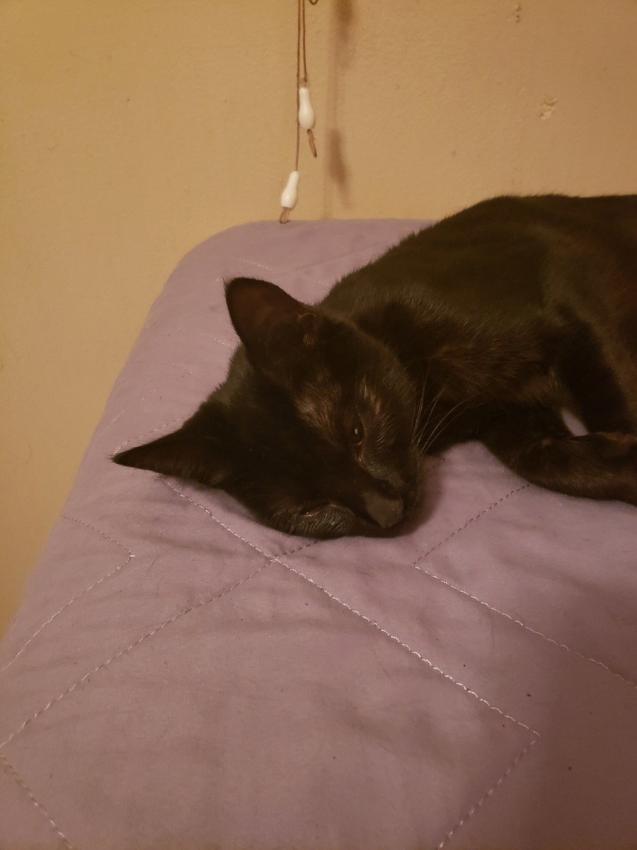 Adopt Sweet Pea from cats-can inc in Oviedo Fl!