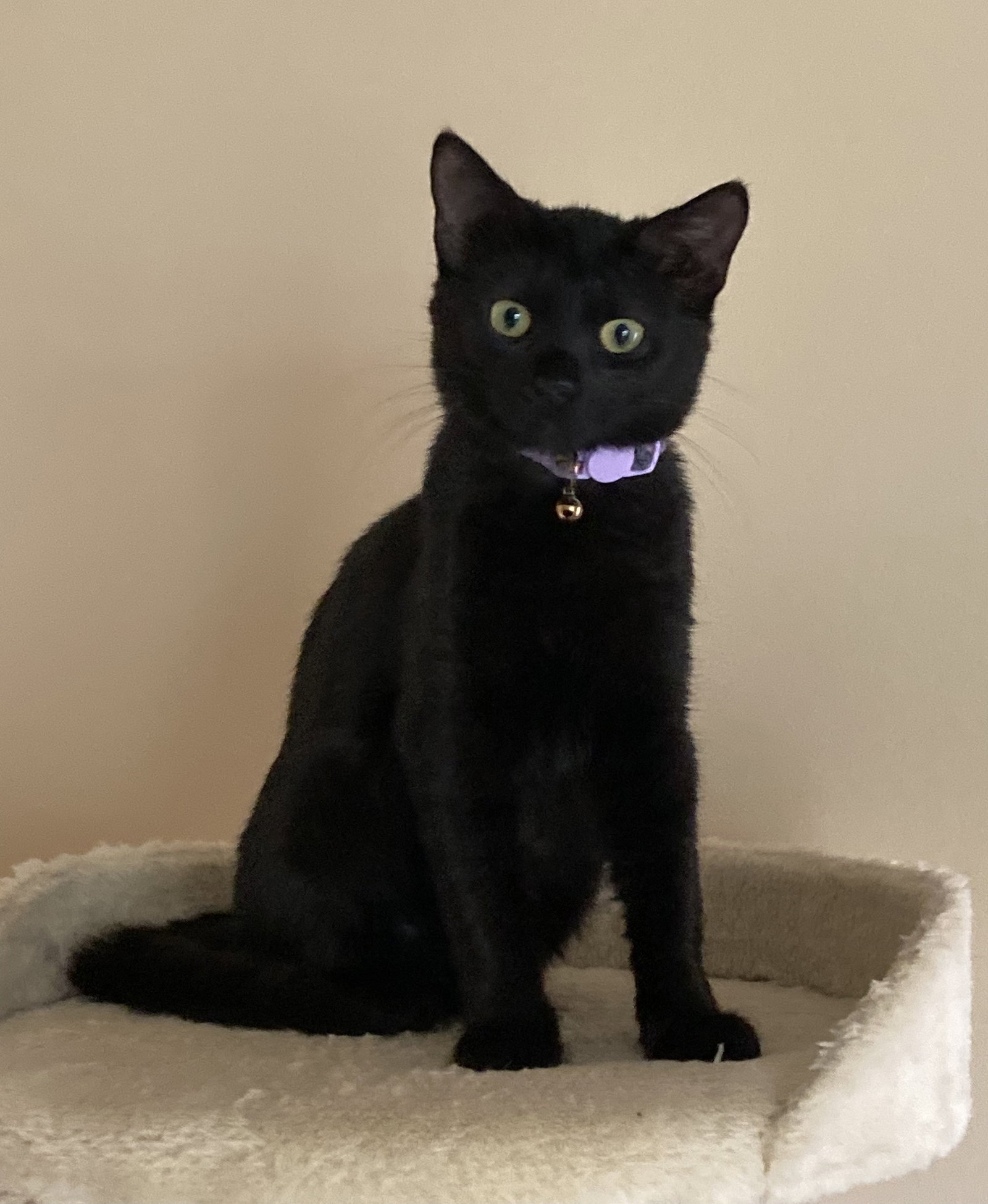 Adopt Coco the Sweet Girl from cats-can inc in Oviedo Fl!