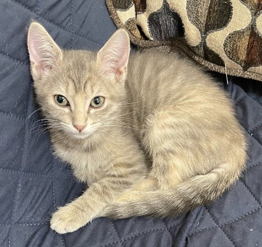Adopt Dove the sweet kitten from cats-can inc in Oviedo Fl!