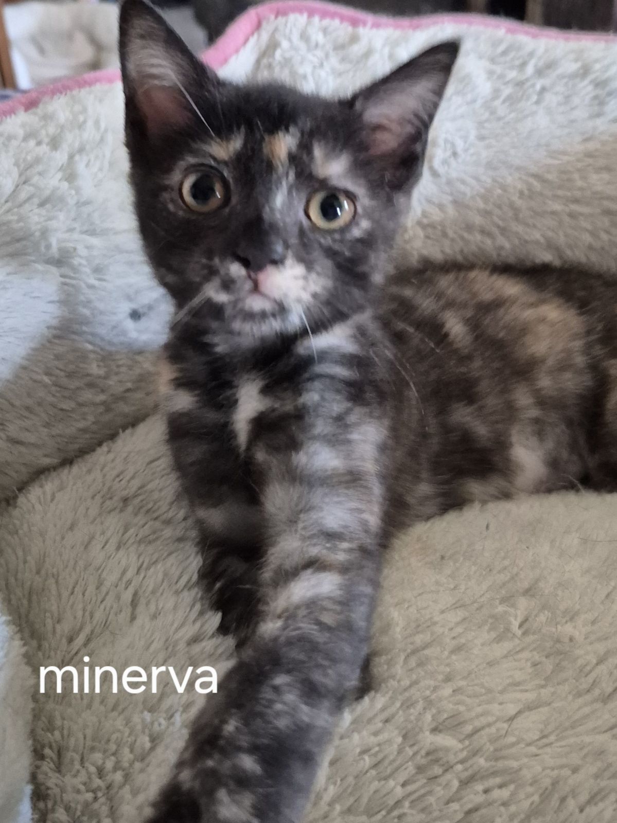 Adopt Minerva from cats-can inc in Oviedo Fl!