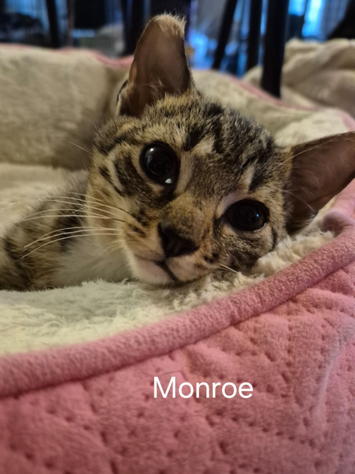 Adopt Monroe from cats-can inc in Oviedo Fl!