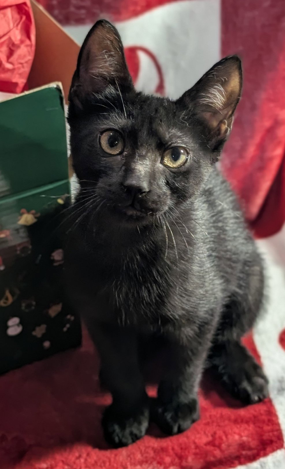 Adopt Skylar from cats-can inc in Oviedo Fl!