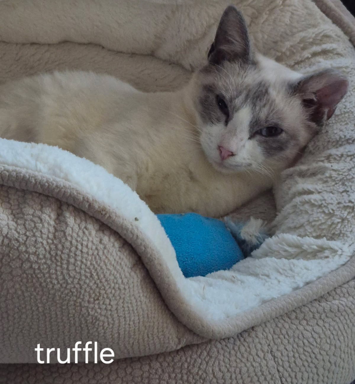 Adopt Truffle from cats-can inc in Oviedo Fl!