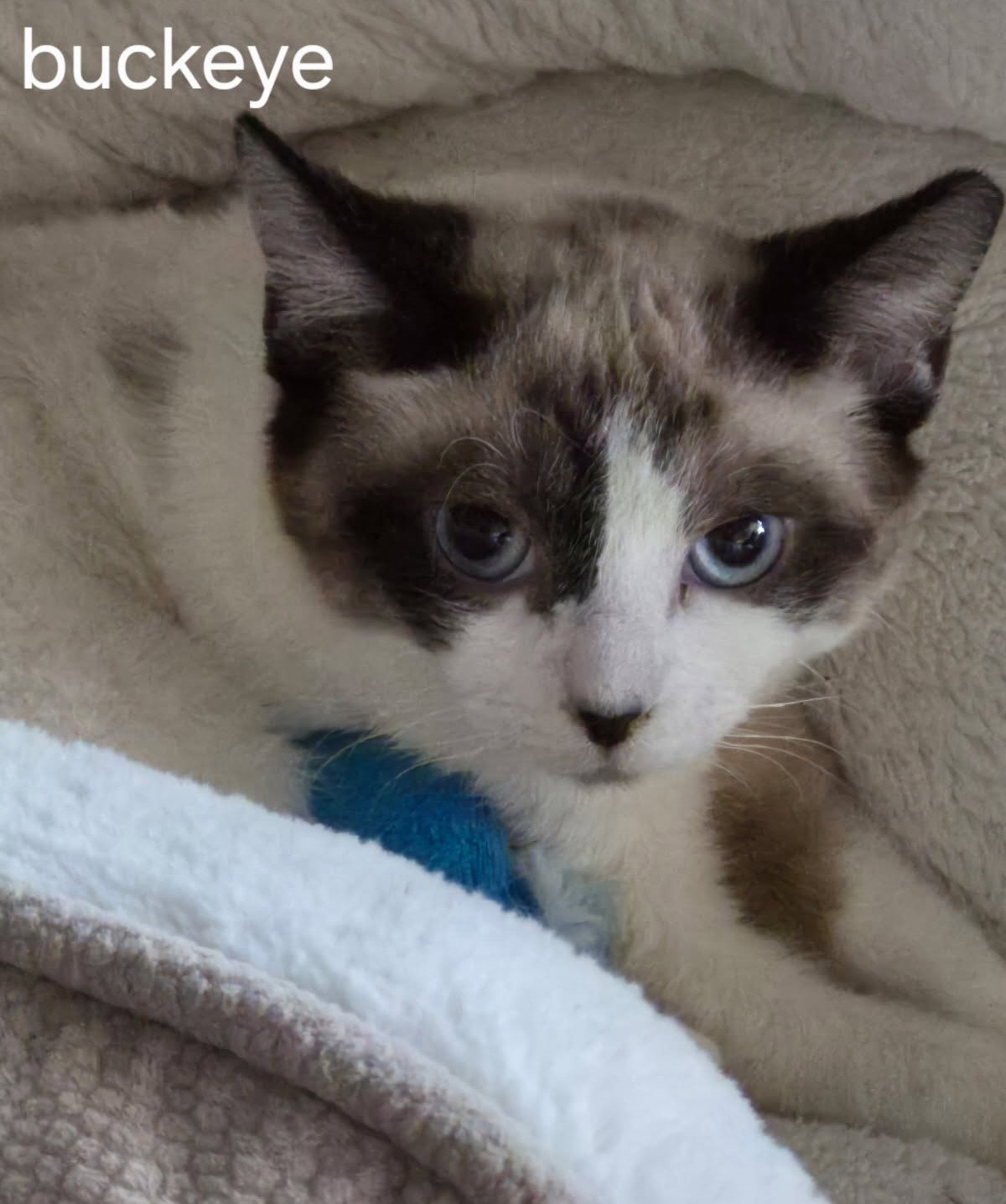 Adopt Buckeye from cats-can inc in Oviedo Fl!