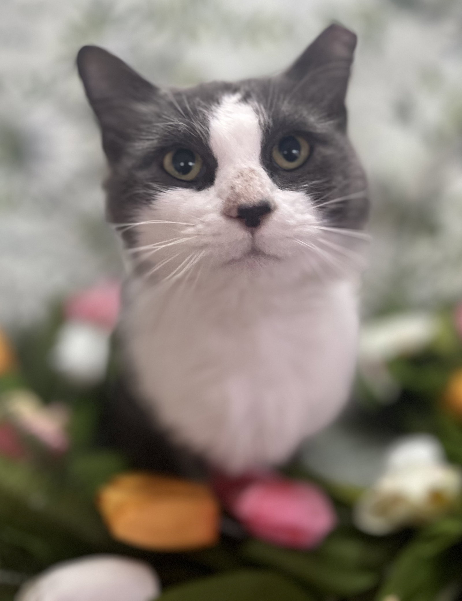 Adopt Tater the Sweetheart from cats-can inc in Oviedo Fl!