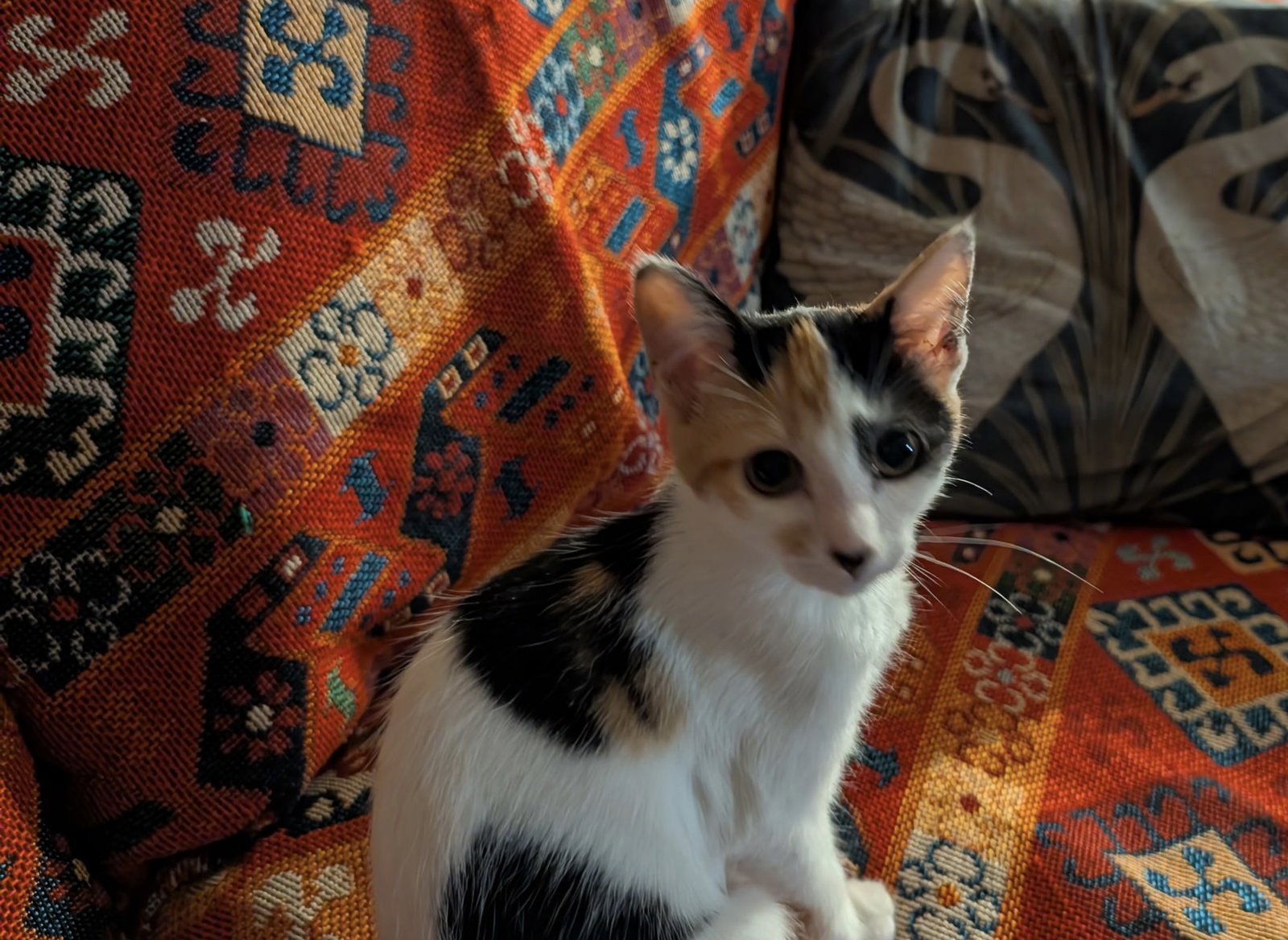 Adopt Kylie the Calico Manx Kitten from cats-can inc in Oviedo Fl!