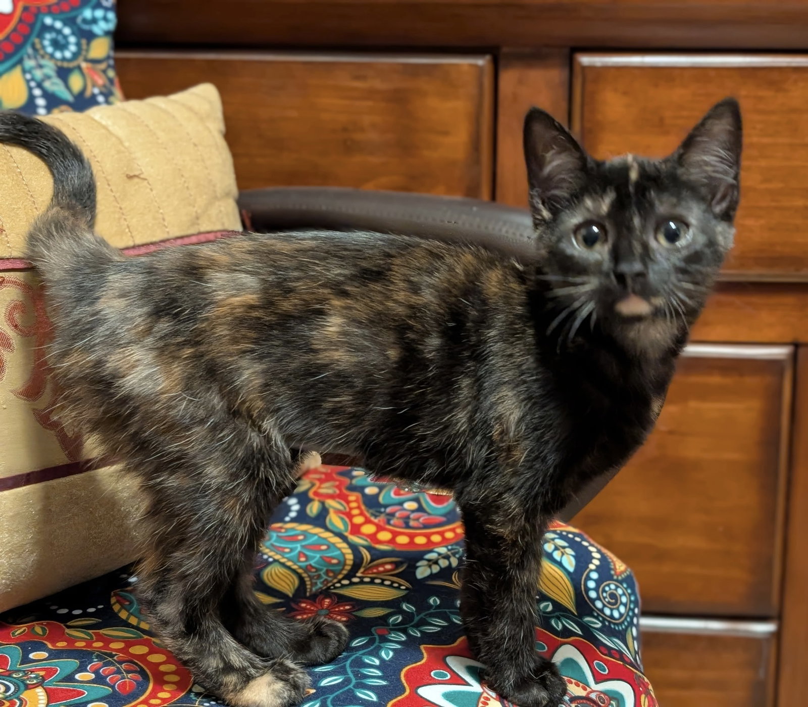 Adopt Uluru the Pretty Tortie from cats-can inc in Oviedo Fl!