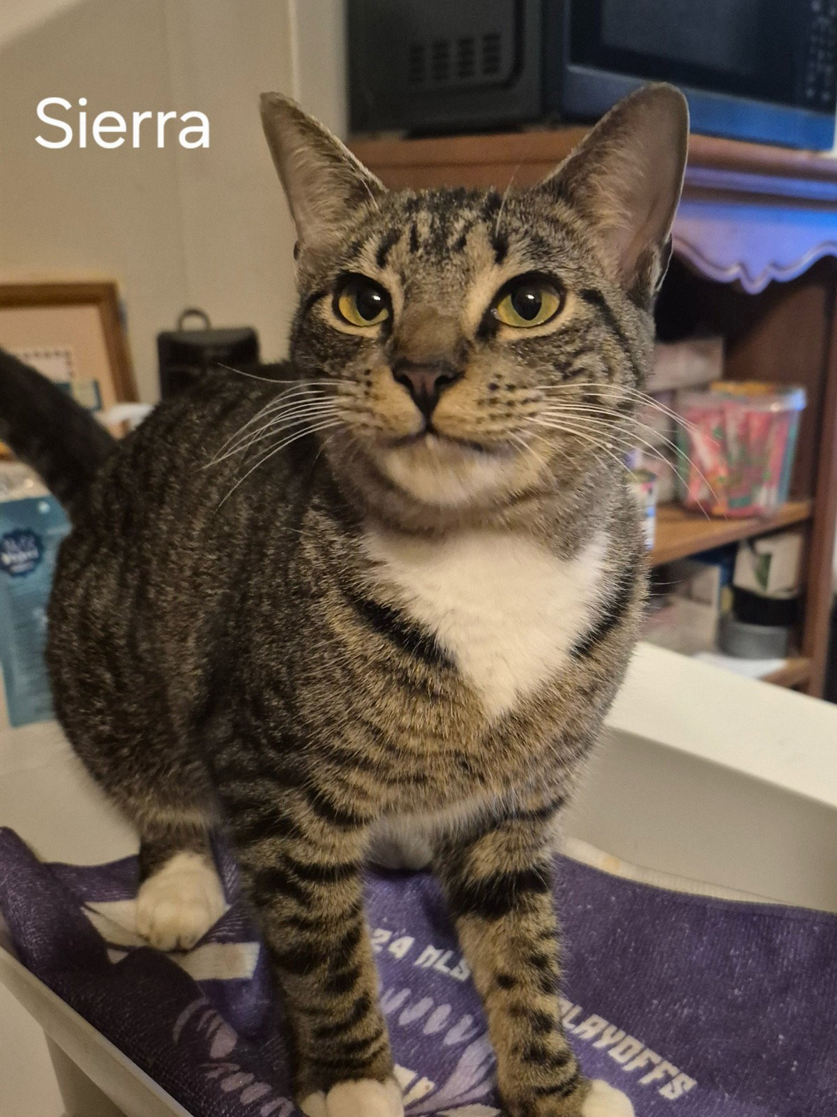 Adopt Sierra from cats-can inc in Oviedo Fl!