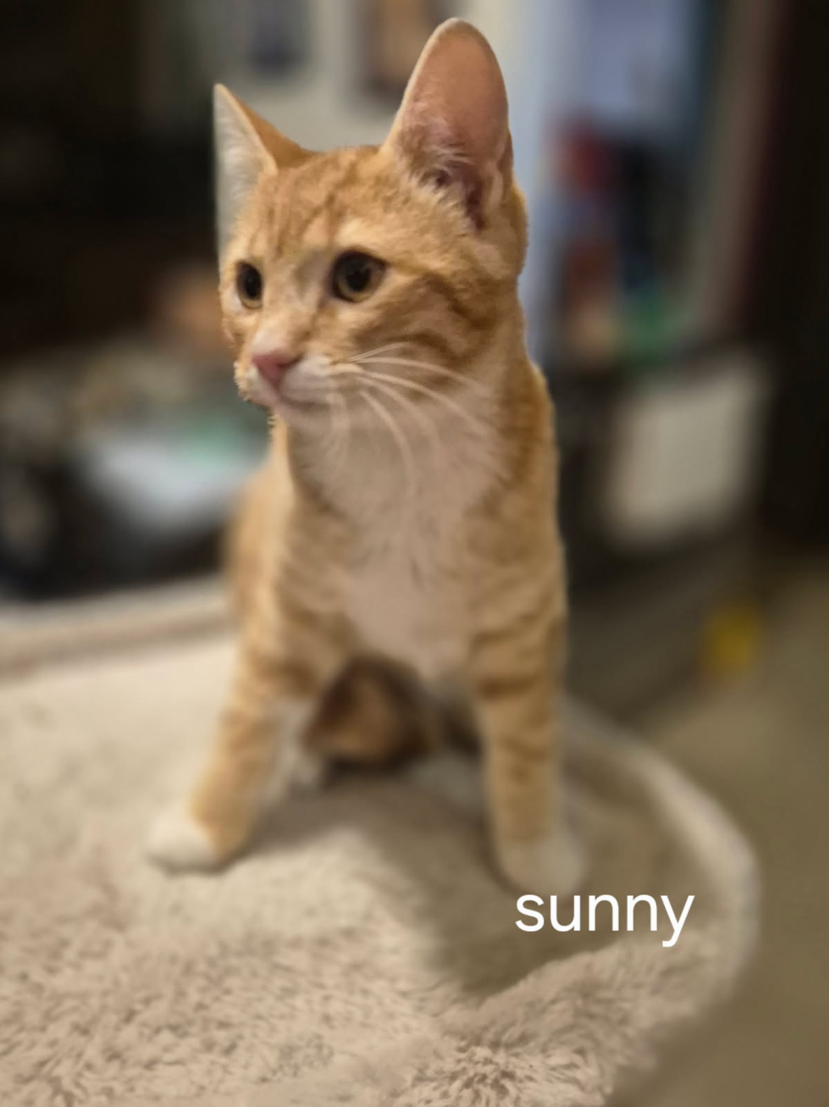 Adopt Sunny the Handsome Orange Boy from cats-can inc in Oviedo Fl!
