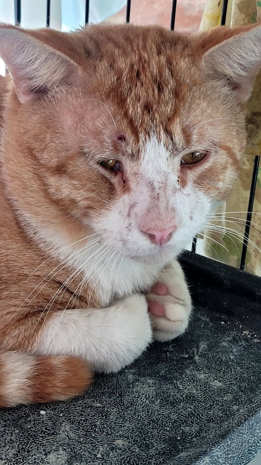 Adopt Gilbert from cats-can inc in Oviedo Fl!