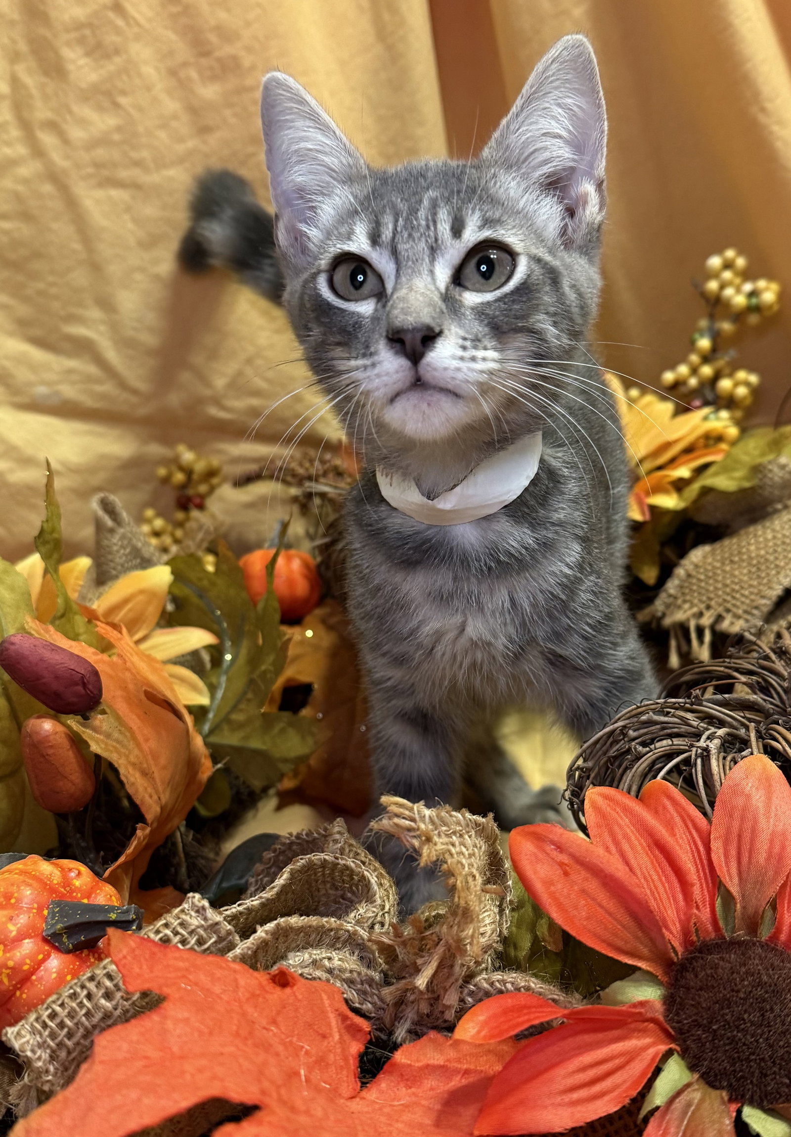 Adopt William from cats-can inc in Oviedo Fl!