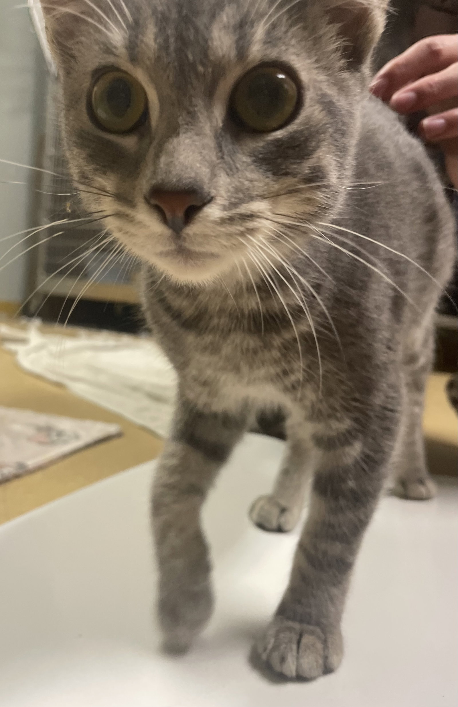 Adopt Caleb from cats-can inc in Oviedo Fl!