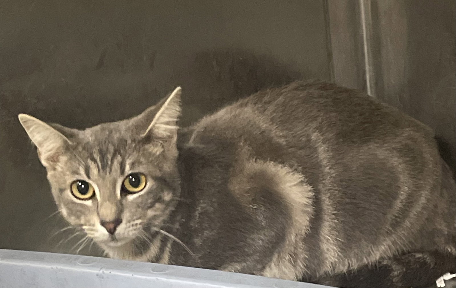 Adopt Cyrus from cats-can inc in Oviedo Fl!