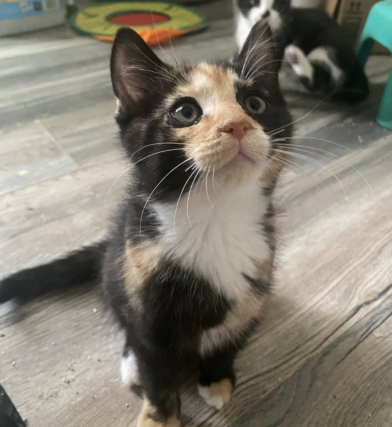 Adopt Yahtzee from cats-can inc in Oviedo Fl!
