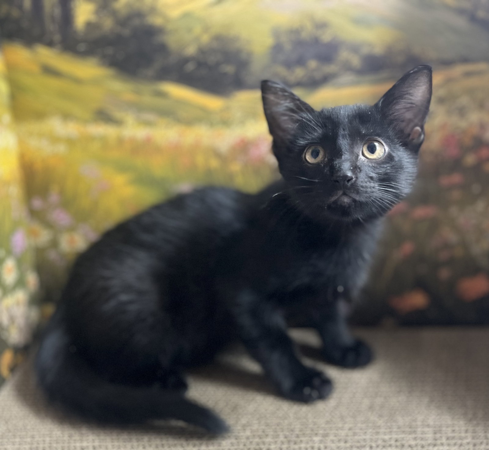 Adopt Severus from cats-can inc in Oviedo Fl!