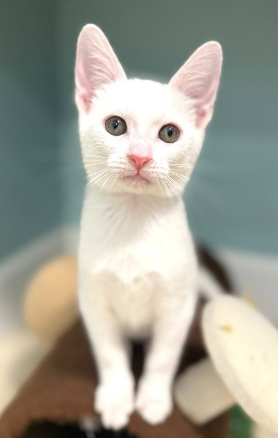 Adopt Wells from cats-can inc in Oviedo Fl!