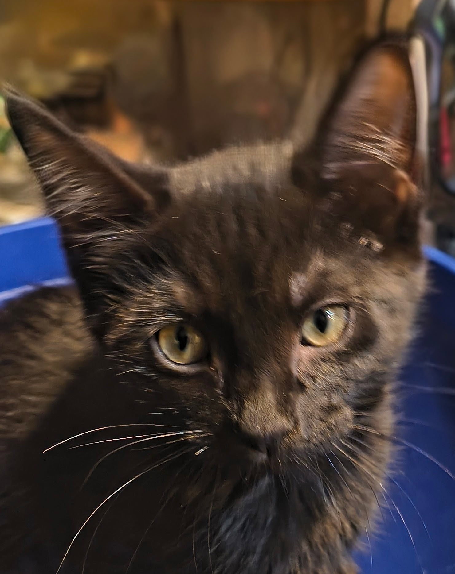 Adopt KJ the Sweetie Pie from cats-can inc in Oviedo Fl!