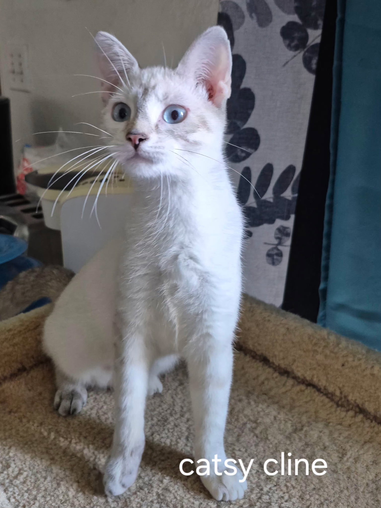 Adopt Catsy Cline from cats-can inc in Oviedo Fl!