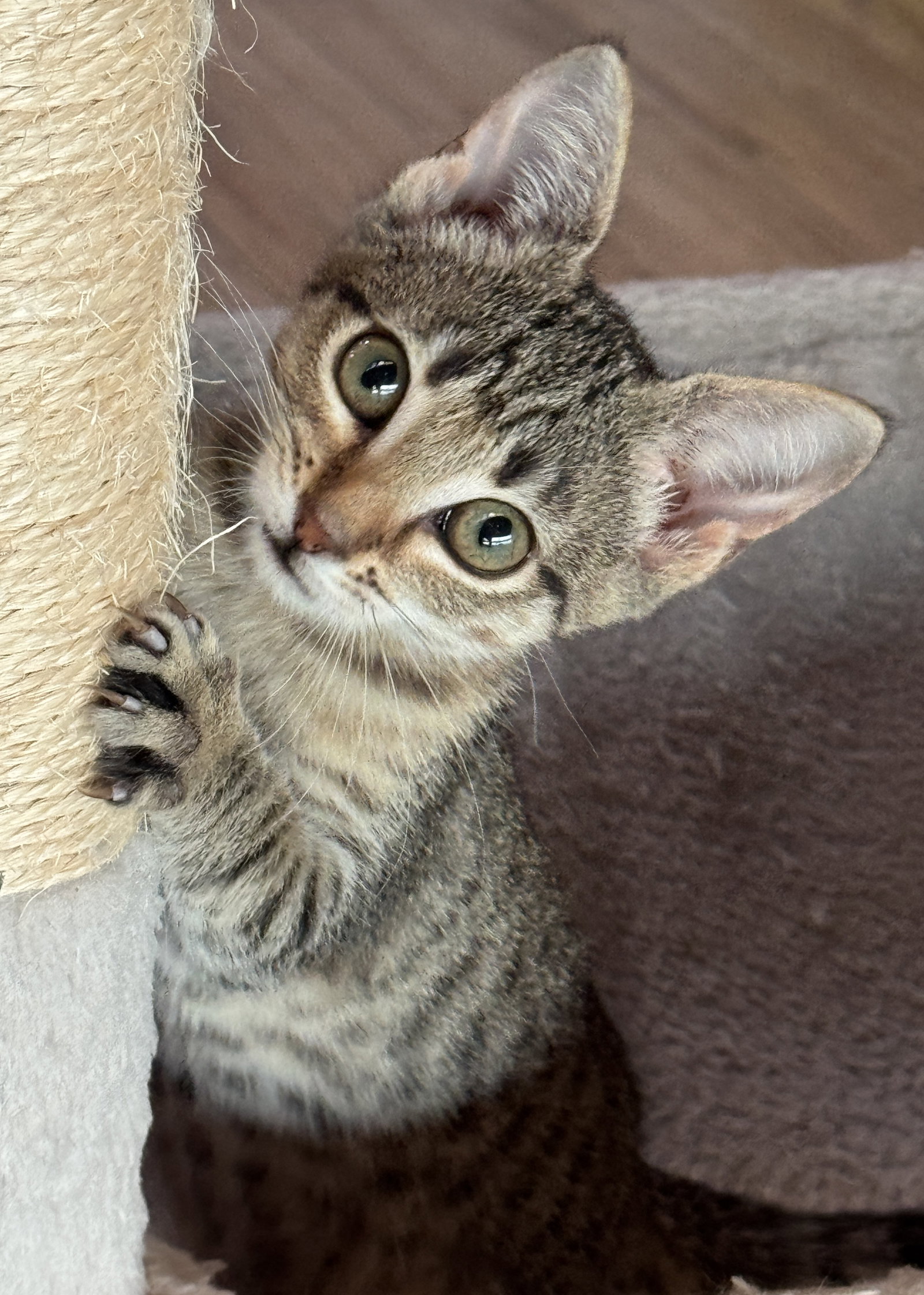 Adopt Tami from cats-can inc in Oviedo Fl!