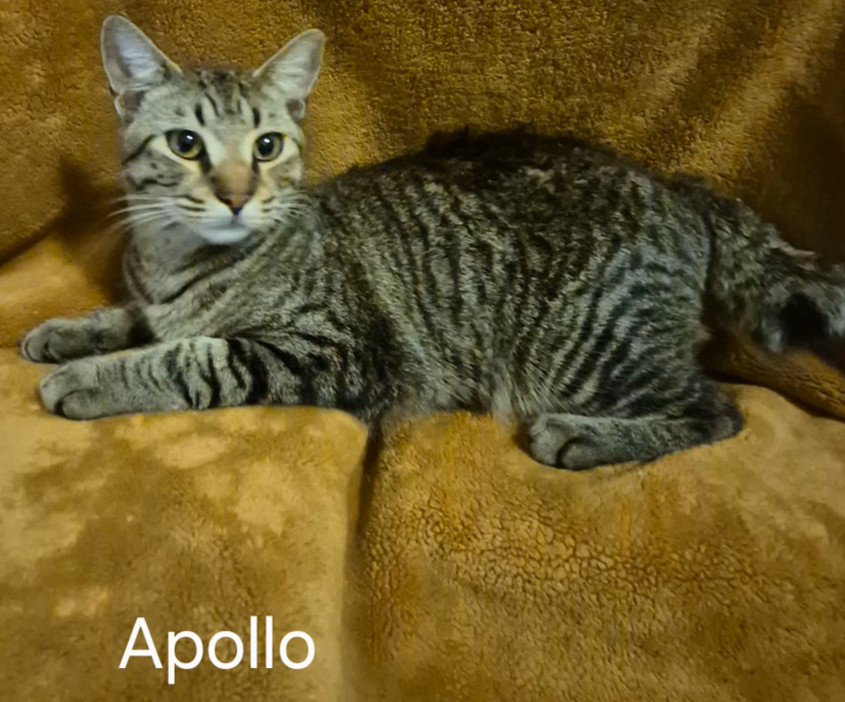 Adopt Apollo from cats-can inc in Oviedo Fl!