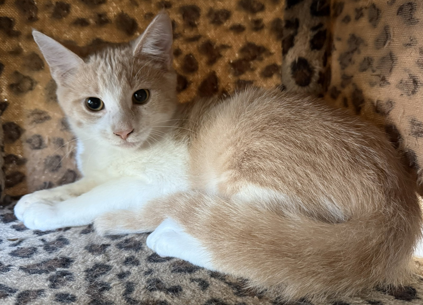 Adopt Draven from cats-can inc in Oviedo Fl!
