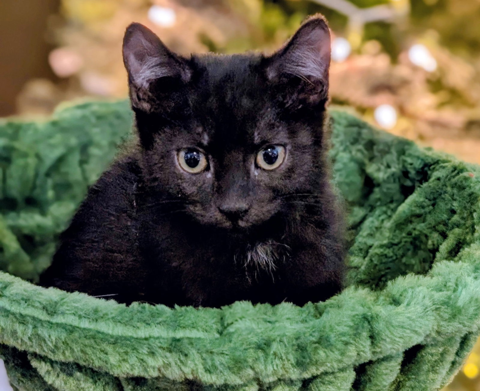 Adopt Coal from cats-can inc in Oviedo Fl!