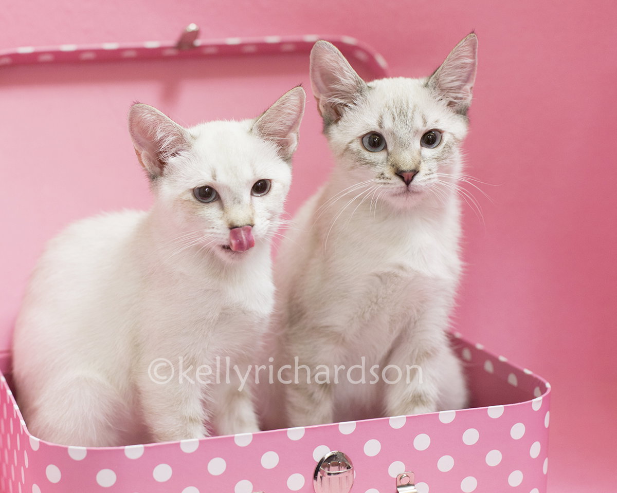 Adopt Chang the Lynx Point Siamese Mix from cats-can inc in Oviedo Fl!
