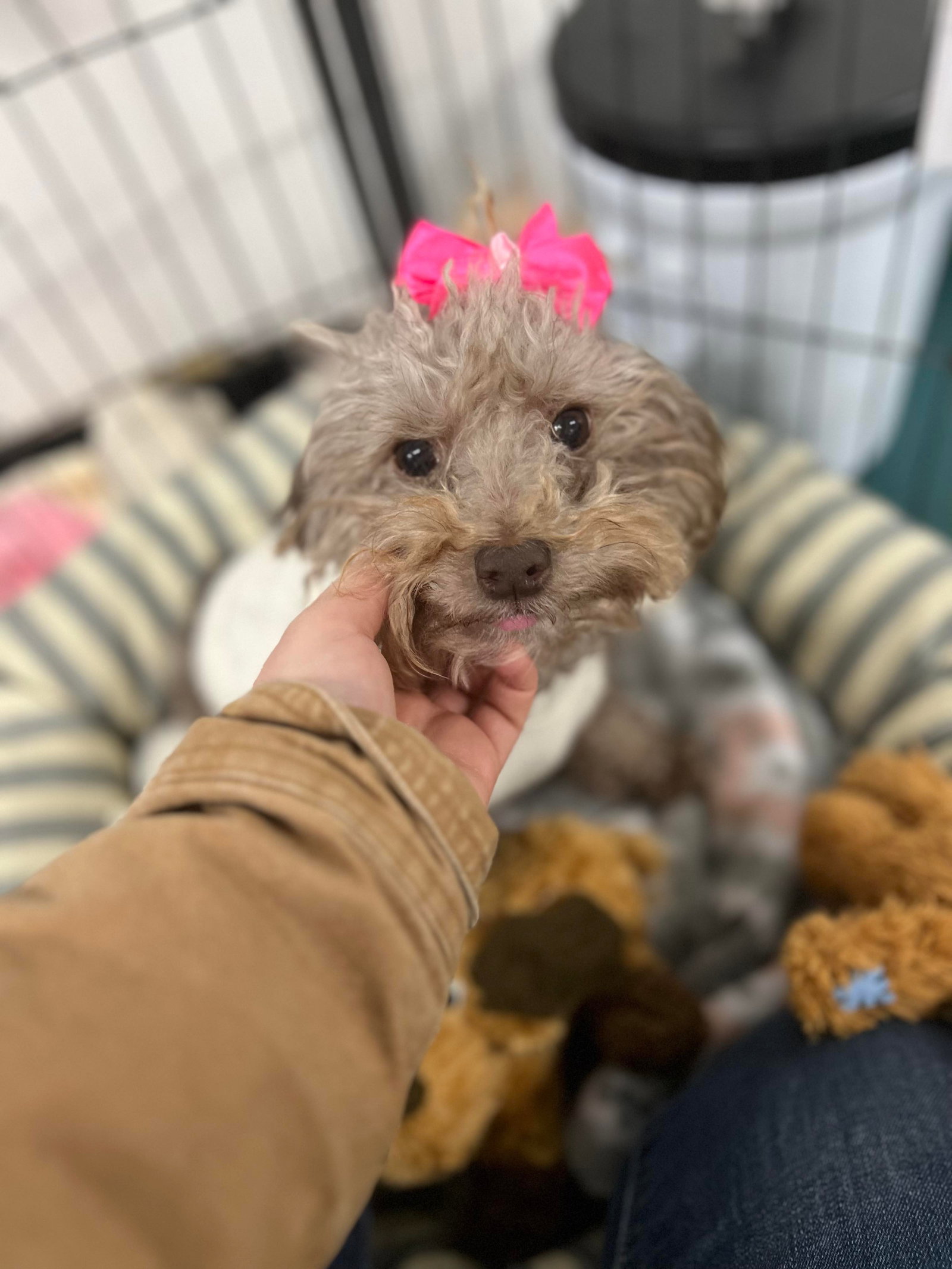 Dog for Adoption - Wilma, a Poodle (Miniature) in Osawatomie, KS ...
