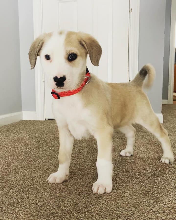 Dog for Adoption - Brad, a Beagle in Johnson County, KS | Alpha Paw