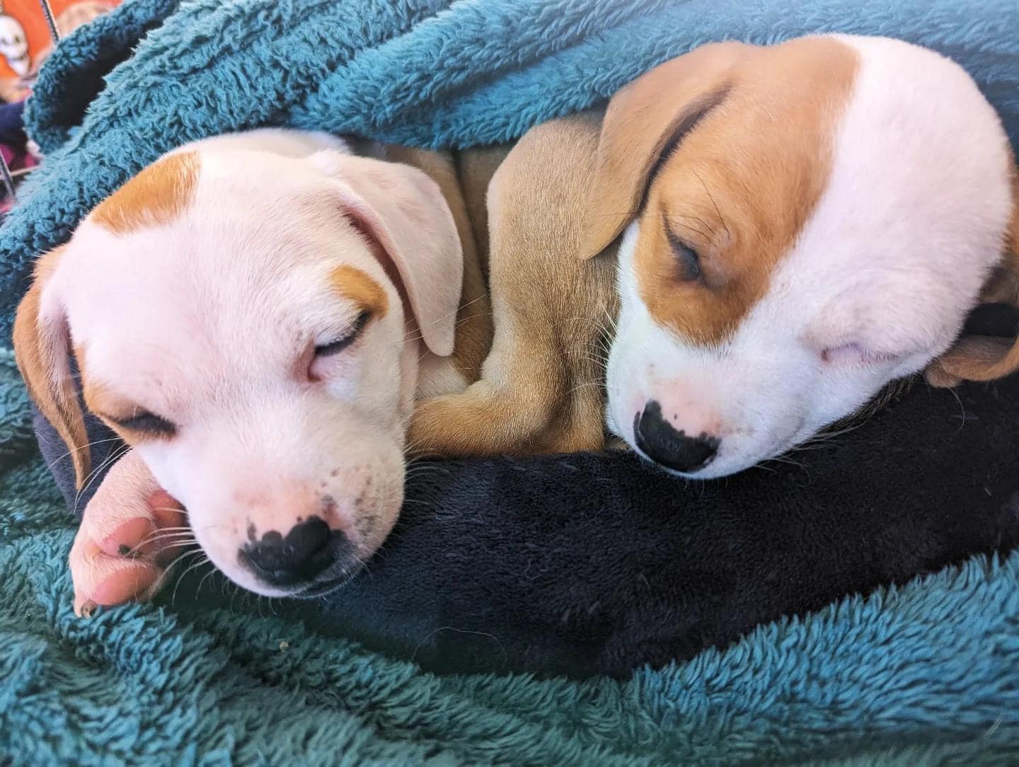 Dog for Adoption - Bagel, a Beagle in Leavenworth, KS | Alpha Paw
