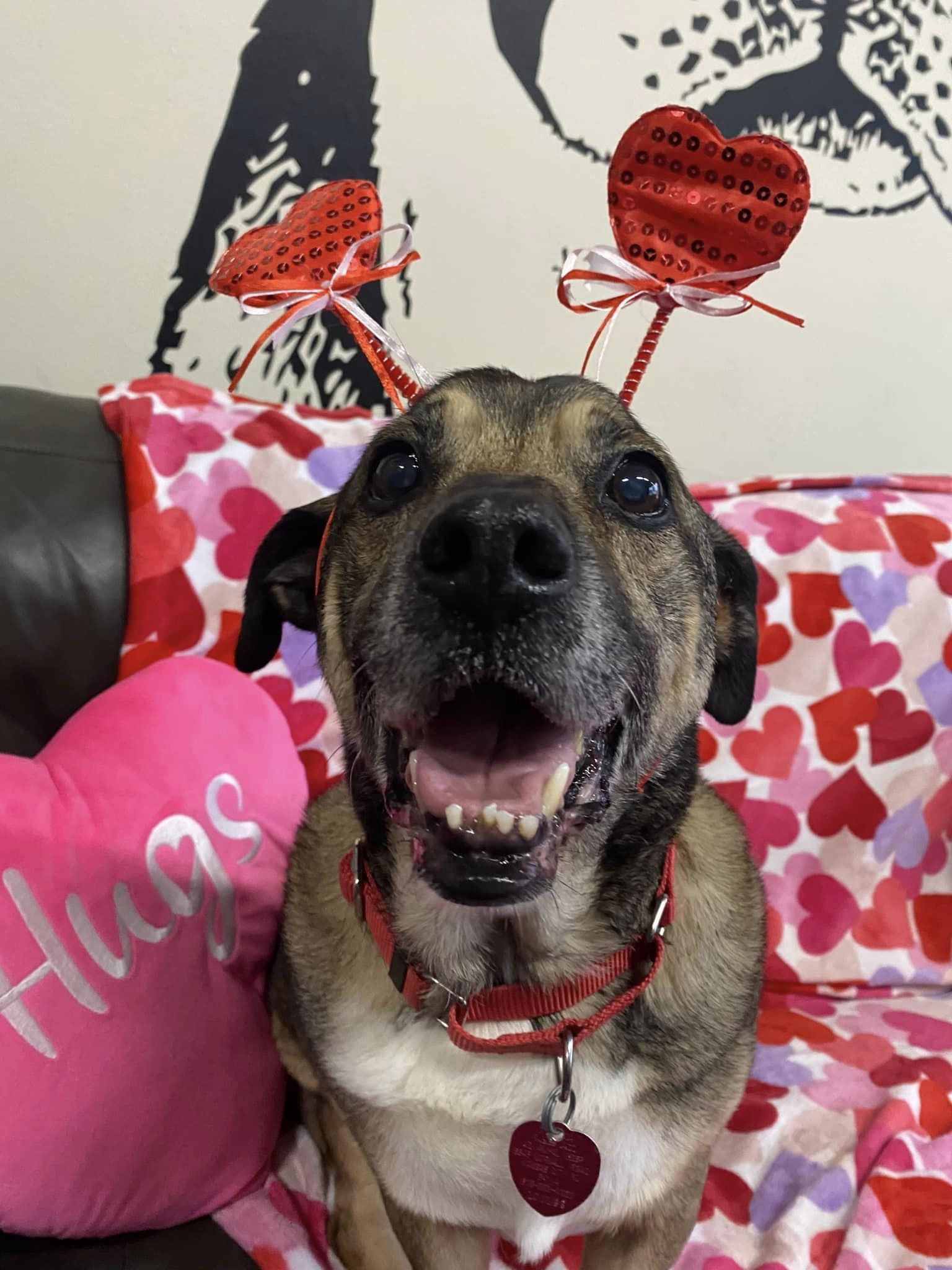 Dog for Adoption - Rascal, a Jack Russell Terrier in Excelsior Springs ...