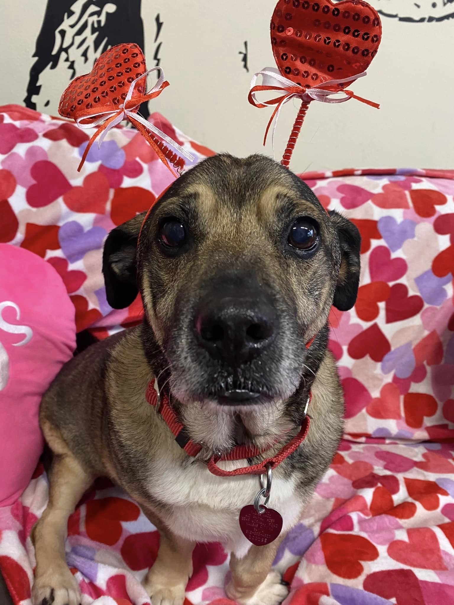 Dog for Adoption - Rascal, a Jack Russell Terrier in Excelsior Springs ...