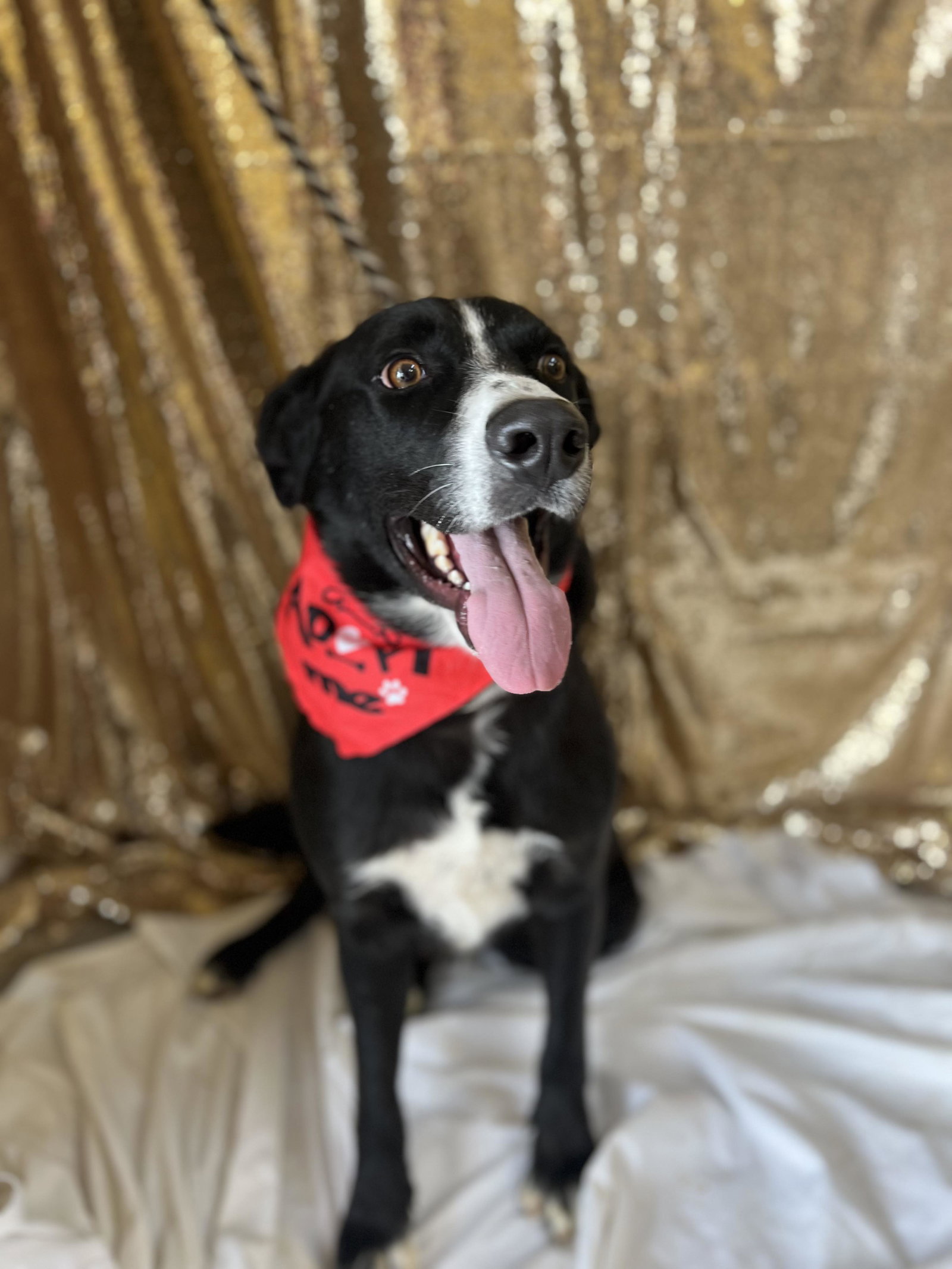 Dog for Adoption - Landry - CL, a Border Collie in Clay County, MO ...