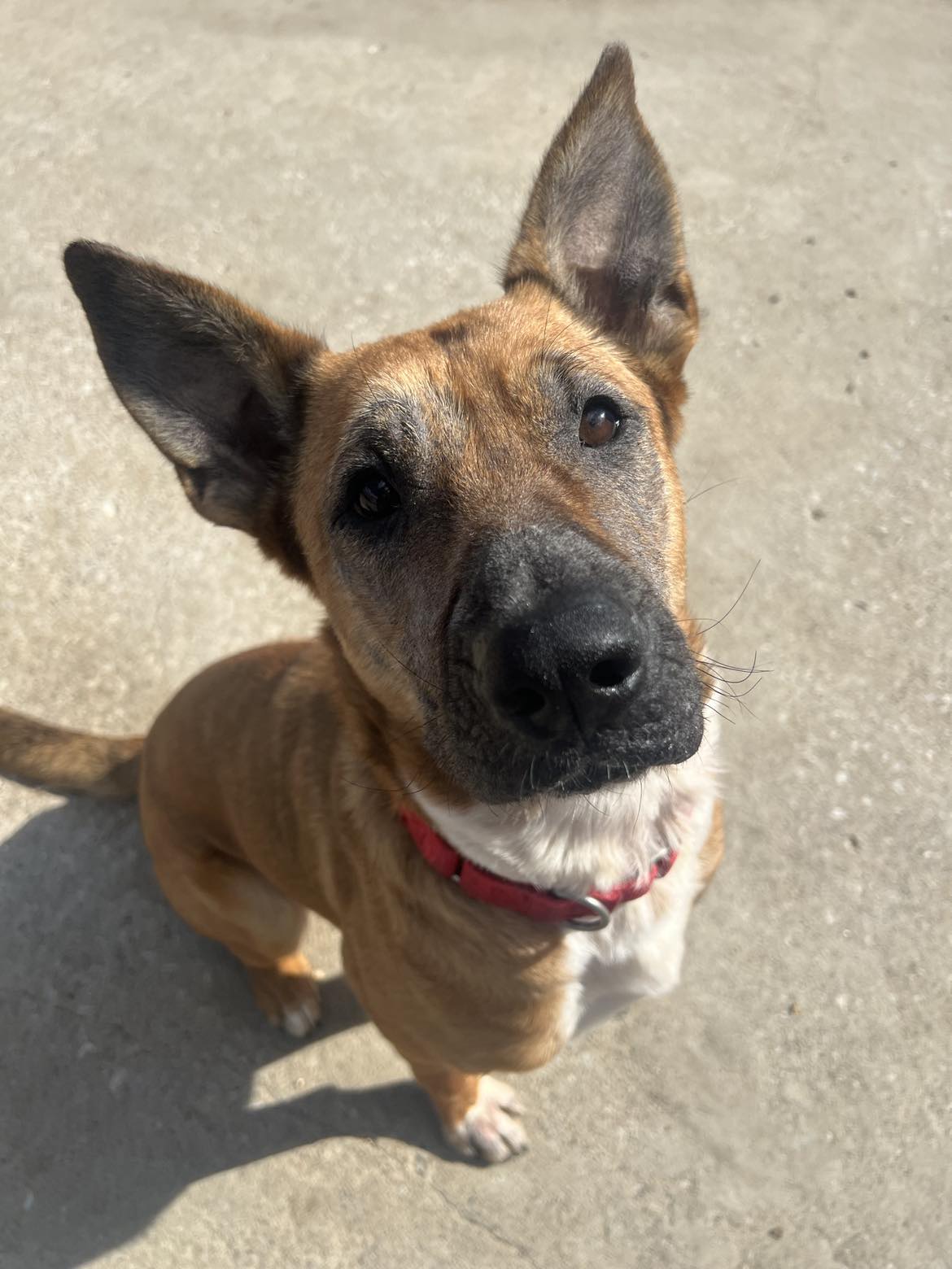 Dog for Adoption - Jambalaya, a German Shepherd Dog in Lansing, KS ...