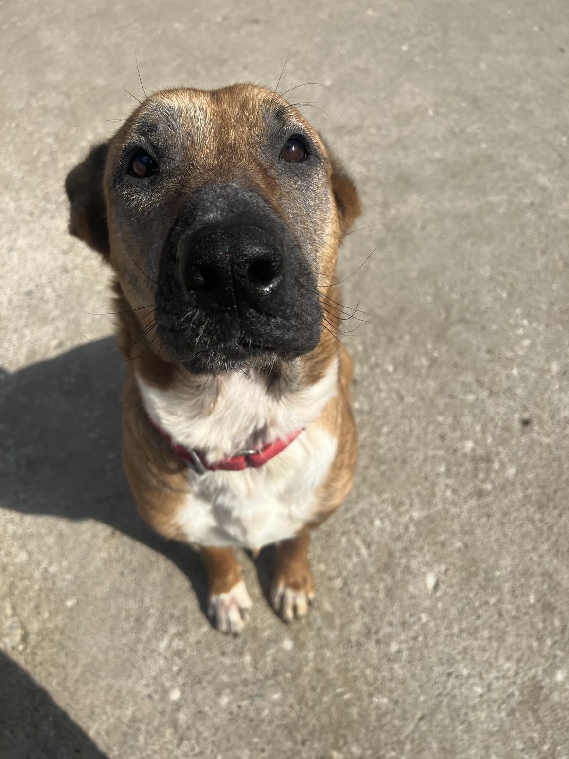 Dog for Adoption - Jambalaya, a German Shepherd Dog in Lansing, KS ...