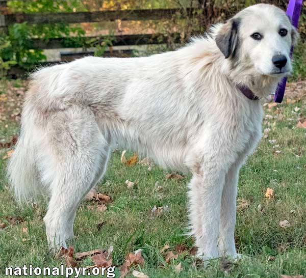 Dog for Adoption - Bianca in FL - Wonderful Walking Buddy!, a Great ...