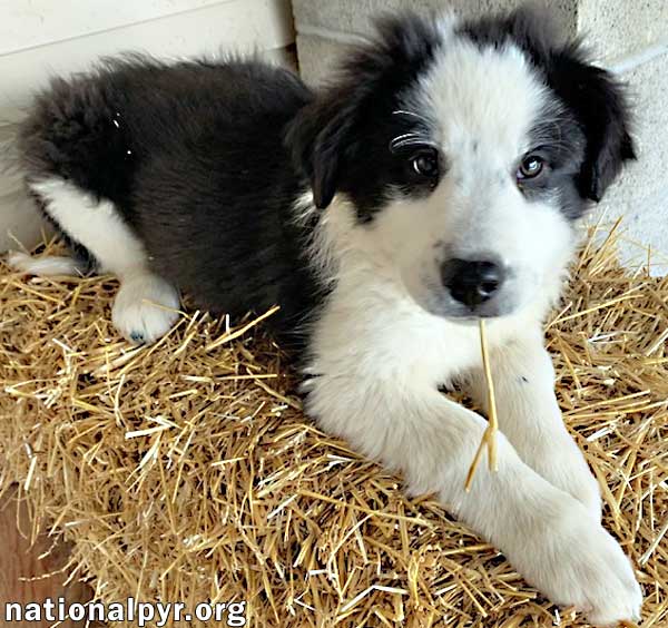 Dog for Adoption - Kippy in NY - pending, a Great Pyrenees in Groton ...