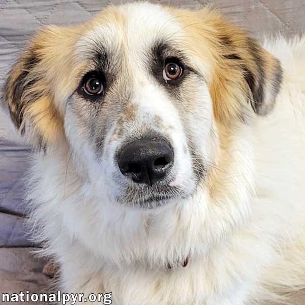 Dog for Adoption - Sheba in TN - Irresistible Expressive Face!, a Great ...