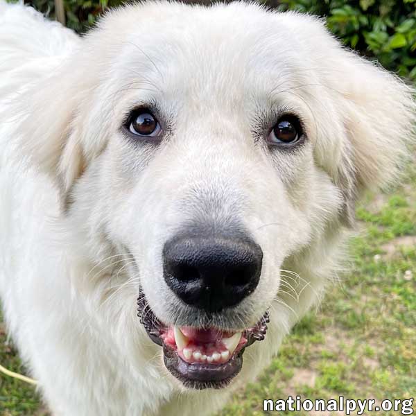 Dog for Adoption - Harper in CT - pending, a Great Pyrenees in ...