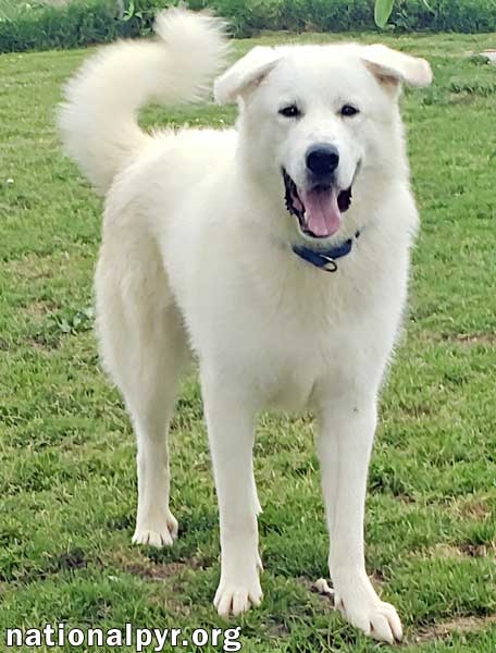 Dog for Adoption - Runt in KY - Very Gentle Nature!, a Great Pyrenees ...